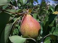 Food Plot & Fruit Trees