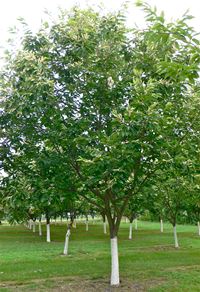 Food Plot & Fruit Trees