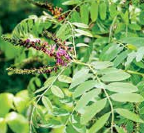 Food Plot & Fruit Trees