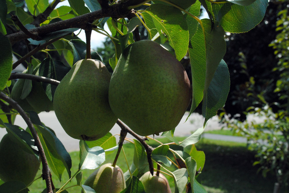 Food Plot & Fruit Trees